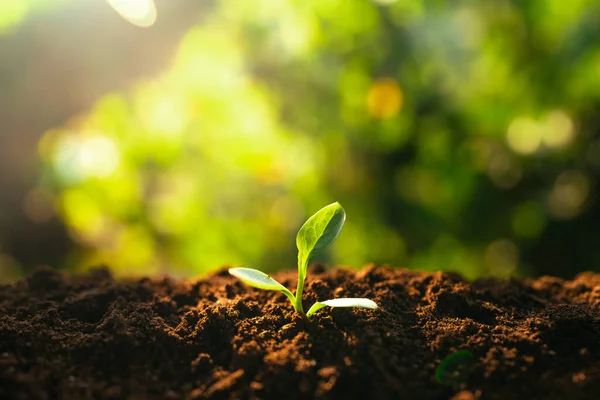 Imágenes de Semillas de árboles, fotos de Semillas de árboles sin ...