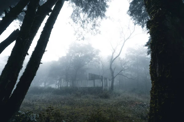 Cursed forest Stock Photos, Royalty Free Cursed forest Images ...