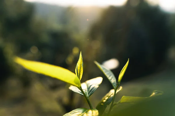 Green tea leaves in spring nature ,Fresh tea leaves - Stock Image ...