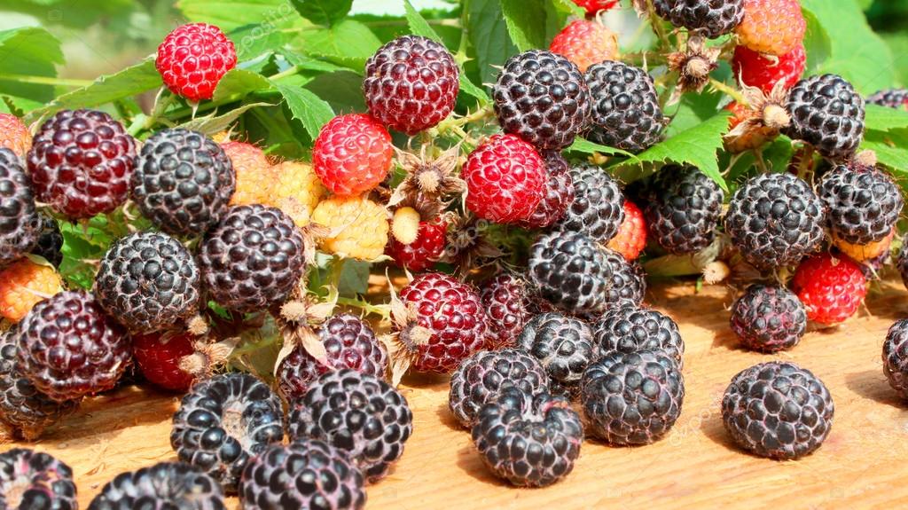 Black raspberry fruits — Stock Photo © alexmak72427 #115502326