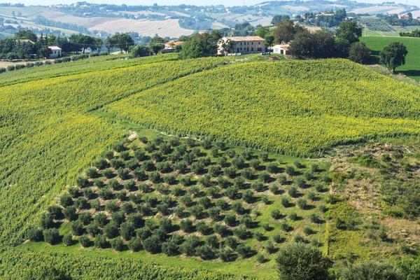 Italian farming Stock Photos, Royalty Free Italian farming Images ...