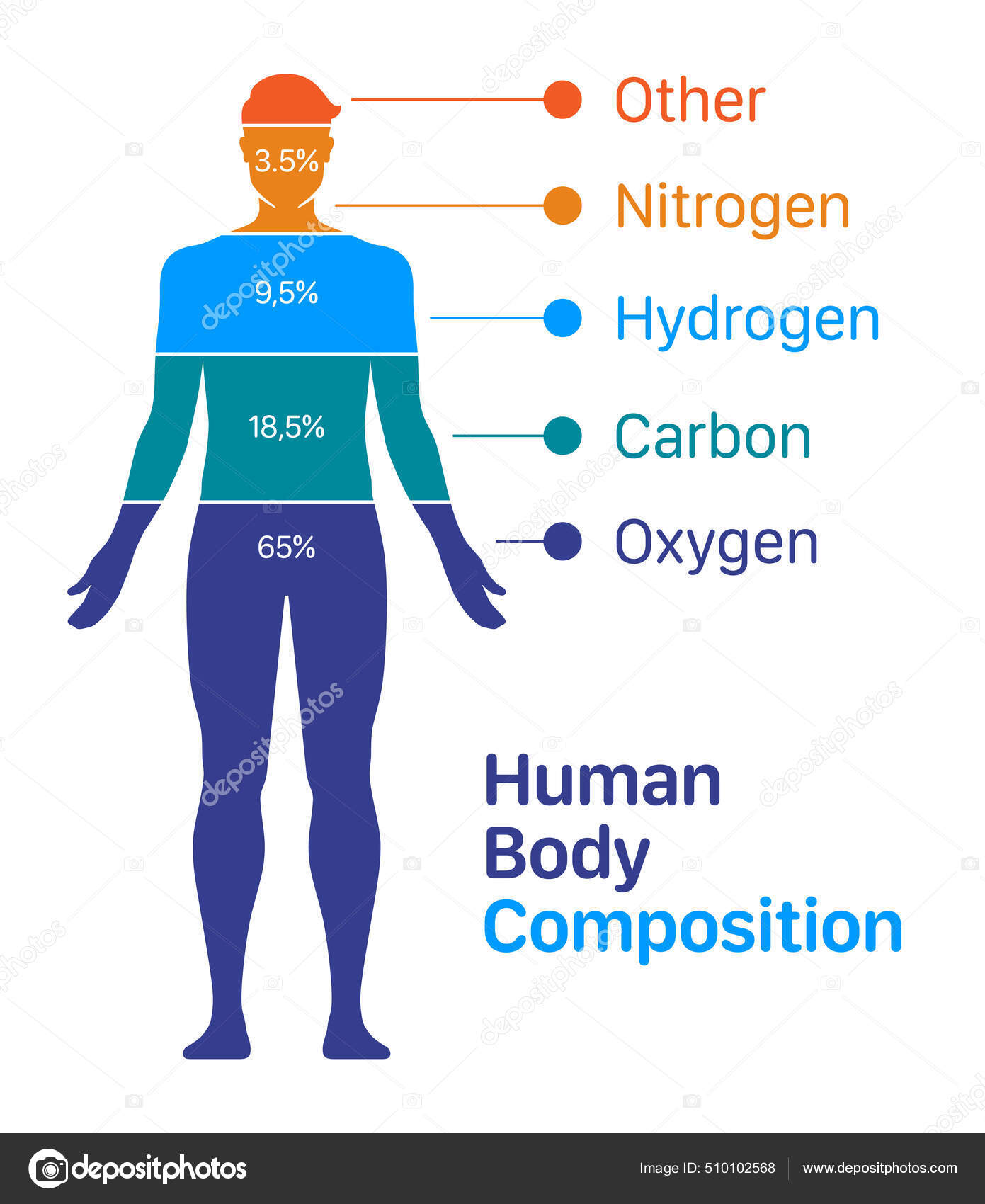 Una ilustración del vector gráfico de composición corporal humana ...