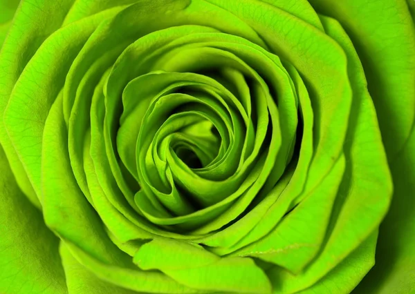 Green rose Stock Photos, Royalty Free Green rose Images | Depositphotos