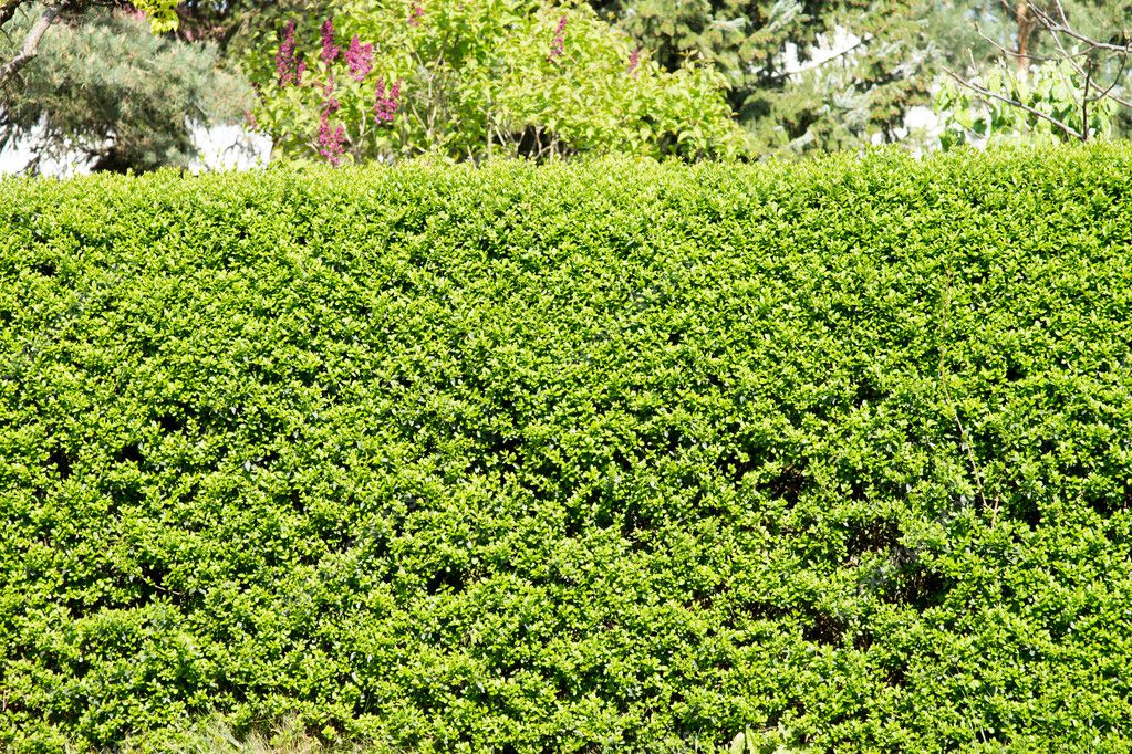 Green hedge — Stock Photo © photographyMK #73600629