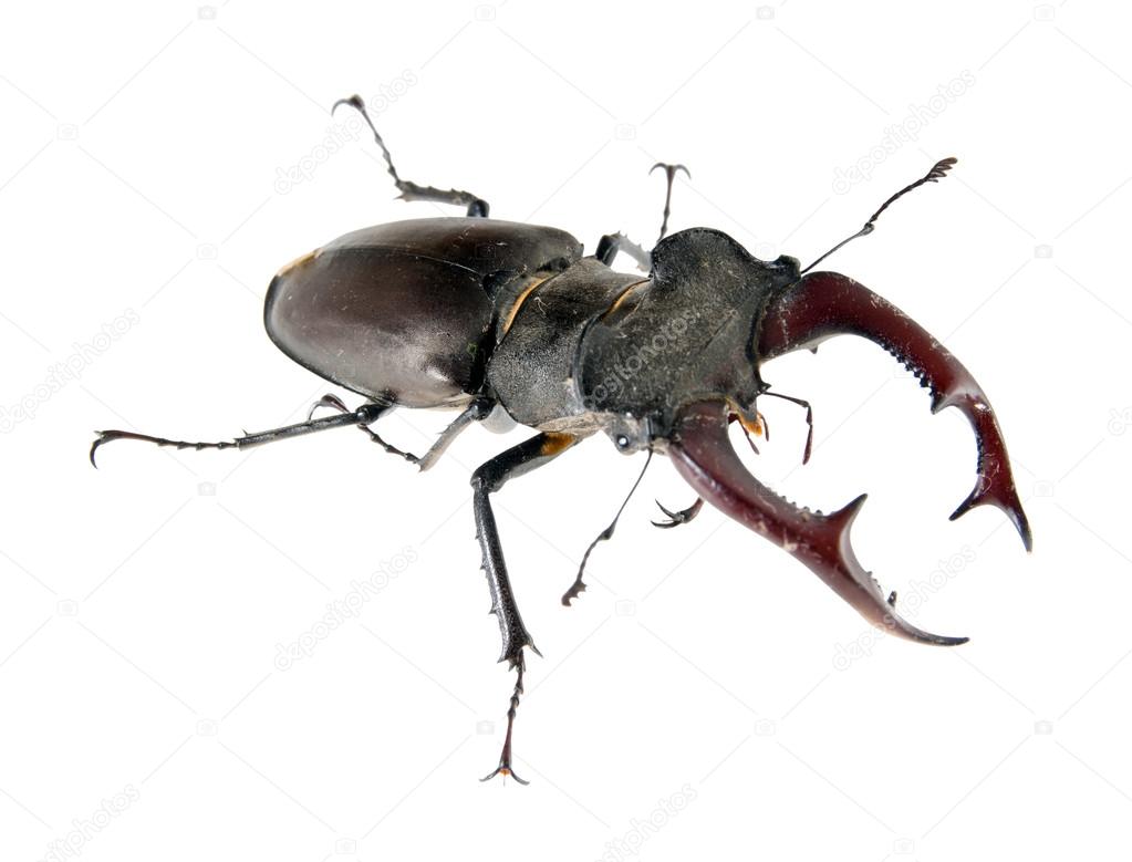 Stag beetle Stock Photo by ©photographyMK 78179518