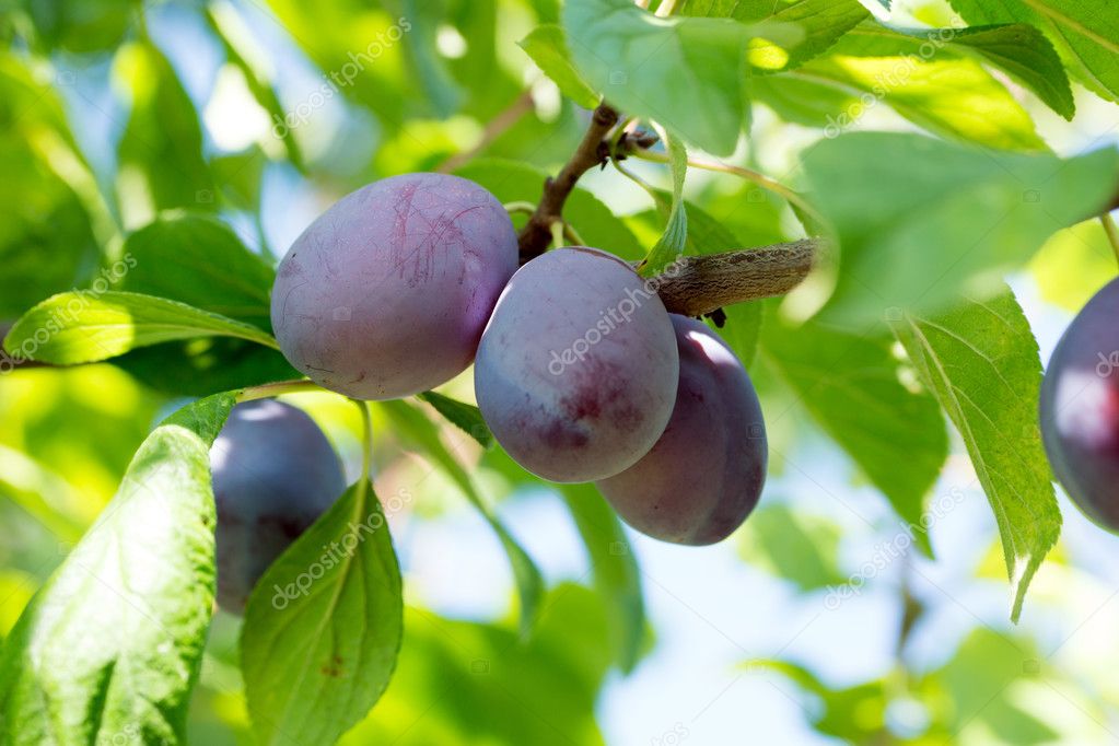 Plum on a plum tree Stock Photo by ©photographyMK 89243360