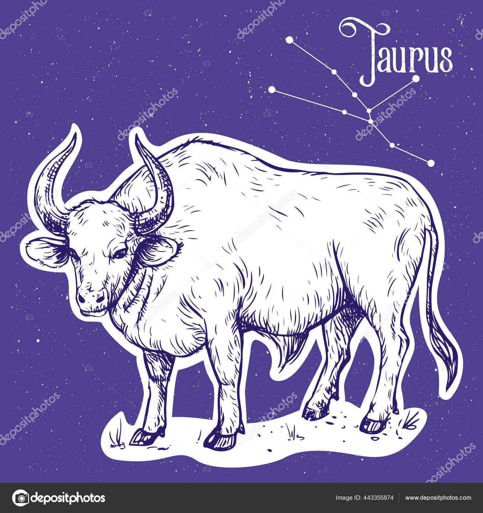 Vector Color Linear Illustration Zodiac Sign Taurus Text Taurus Symbol ...