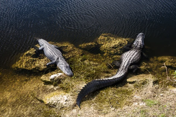 Alligator in the Everglades National Park, Florida USA Stock Photo by ...