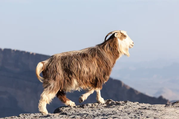Desert goat Stock Photos, Royalty Free Desert goat Images | Depositphotos
