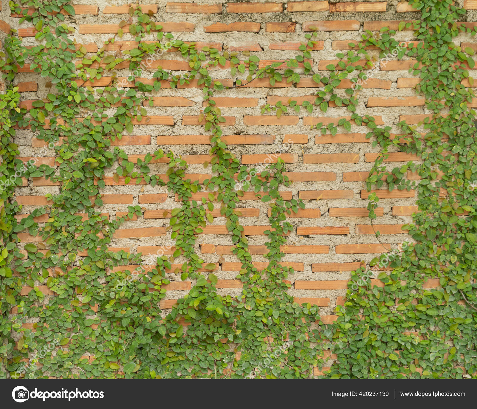 Ivy Vine Texture