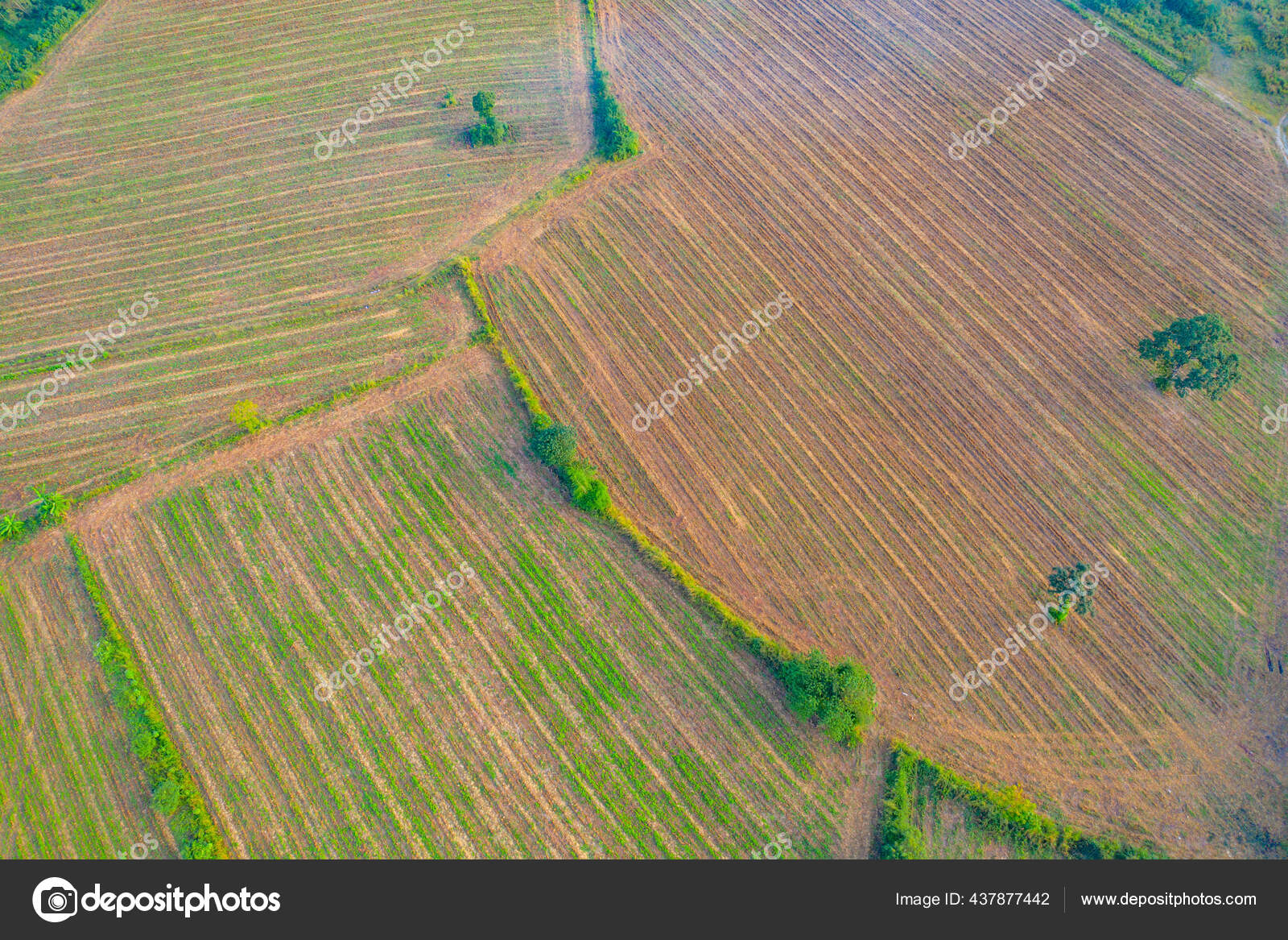 Aerial Top View Grass Crops Field Green Mountain Hill Agriculture ...