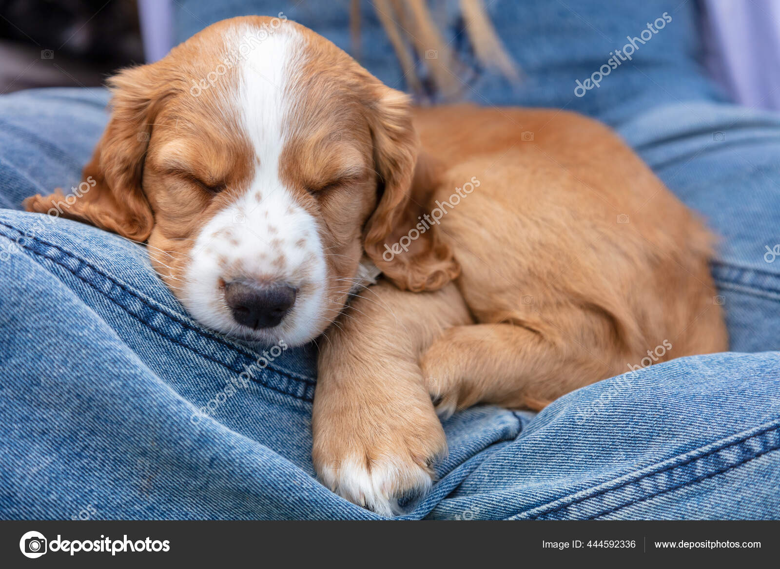 Cute Light Brown Dogs