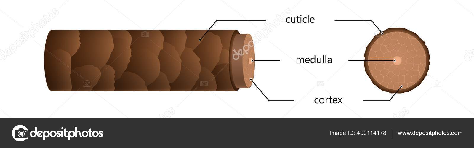 Struktur Rambut Dalam Bagian Bawah Mikroskop Ilustrasi Brown Skala ...
