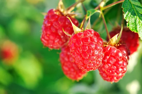ripe raspberry - Stock Image - Everypixel