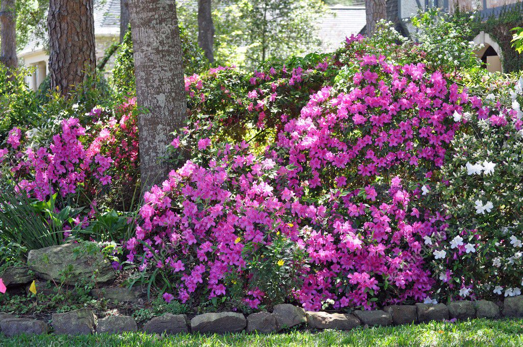 Colorful Azaleas — Stock Photo © nature34 #69819601
