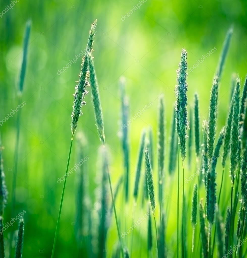 Beautiful high grass — Stock Photo © lola19 #72939541