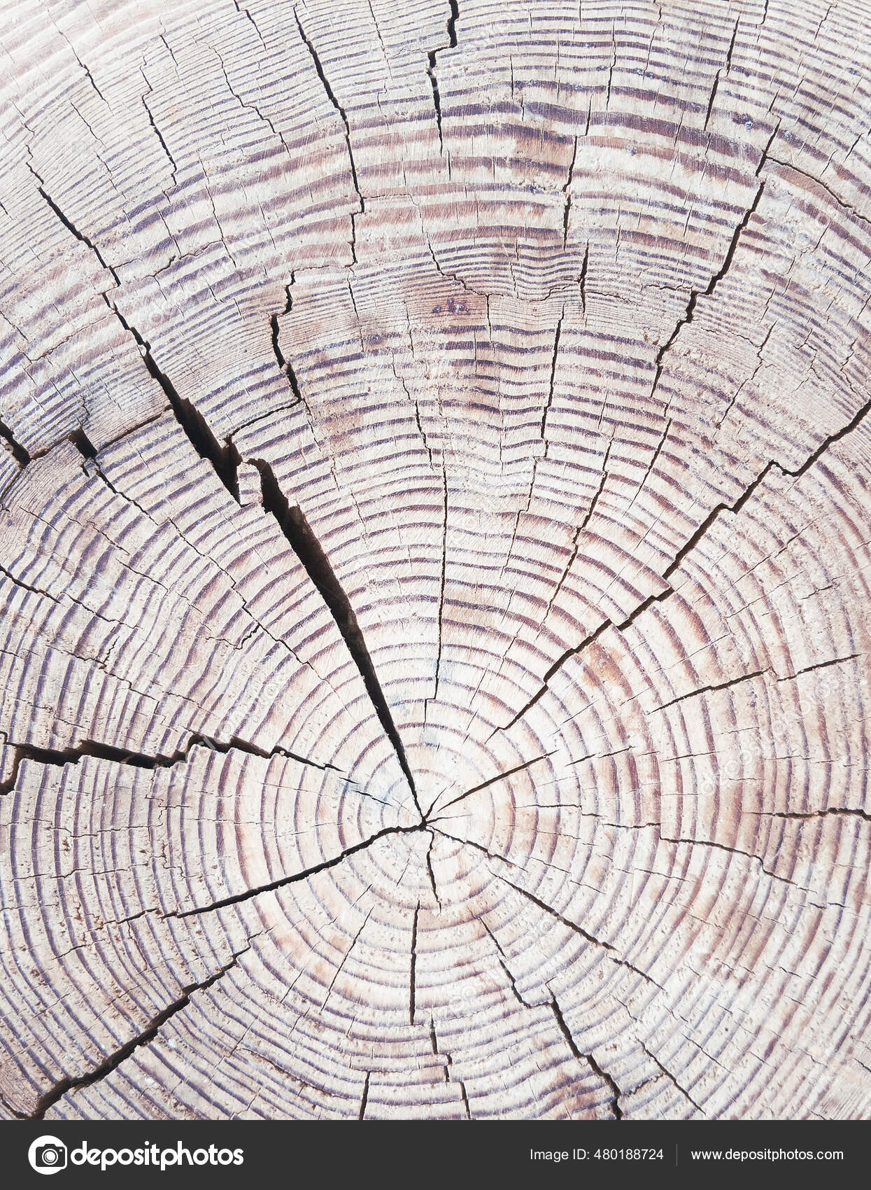 Log Wood Texture Stylish Minimal Wallpaper Bio Eco Minimal Background ...