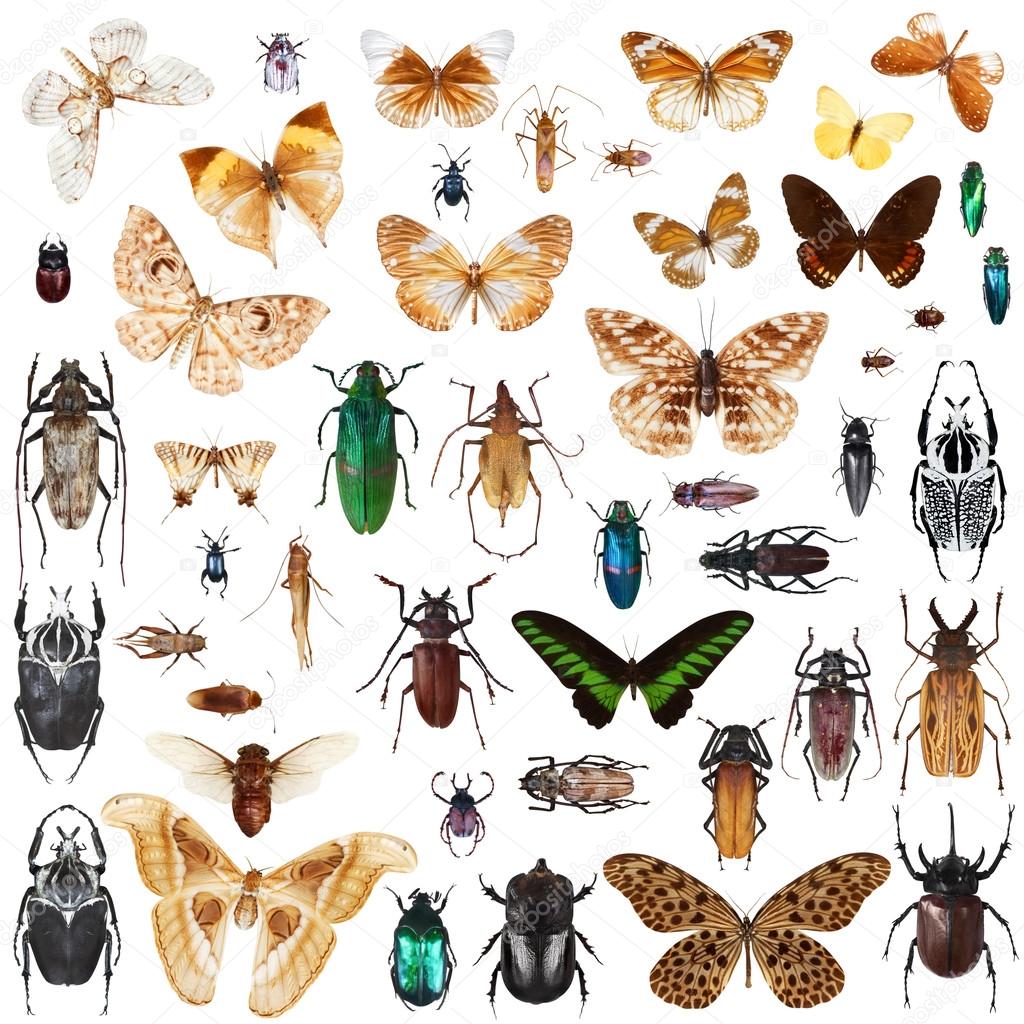 Set of insects on white background Stock Illustration by ©Gladkov ...