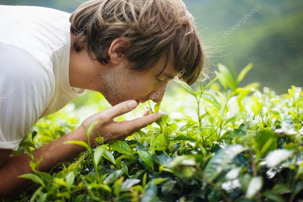 Man Smelling Tea Leaves — Stock Photo © Gladkov #68922981