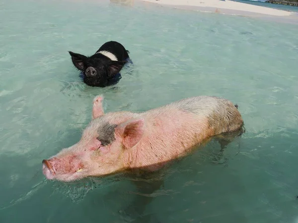 Bahamas swimming pigs images libres de droit, photos de Bahamas ...