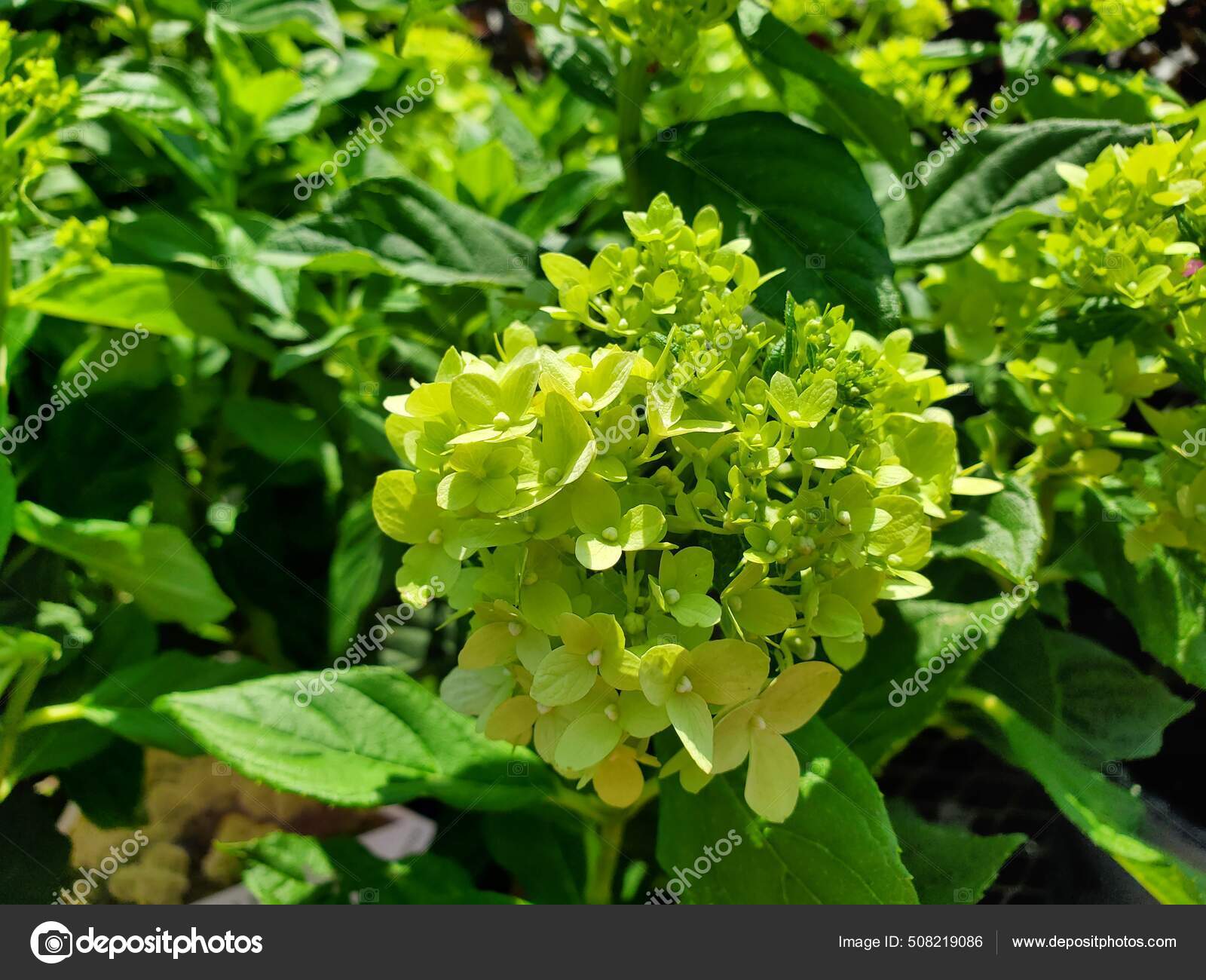 Fresh Green Cluster Little Lime Panicle Hydrangea — Stock Photo ...