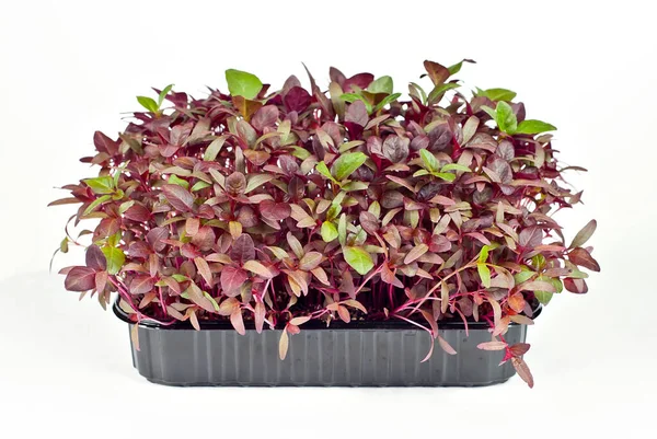 Micro basil Stock Photos, Royalty Free Micro basil Images | Depositphotos