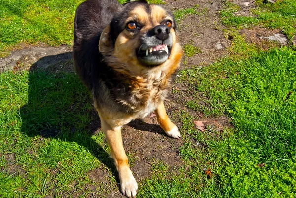 Growling dog Stock Photos, Royalty Free Growling dog Images | Depositphotos