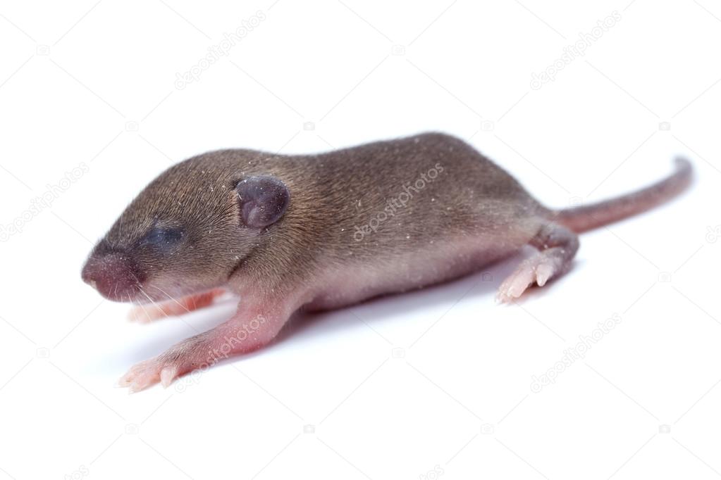 Ratón De Campo Bebé Con Los Ojos Cerrados Ratones Recién Nacidos En