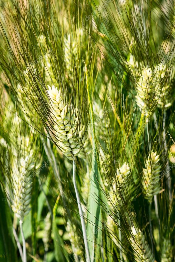 Durum wheat - triticum durum - poaceae — Stock Photo © leporiniumberto ...