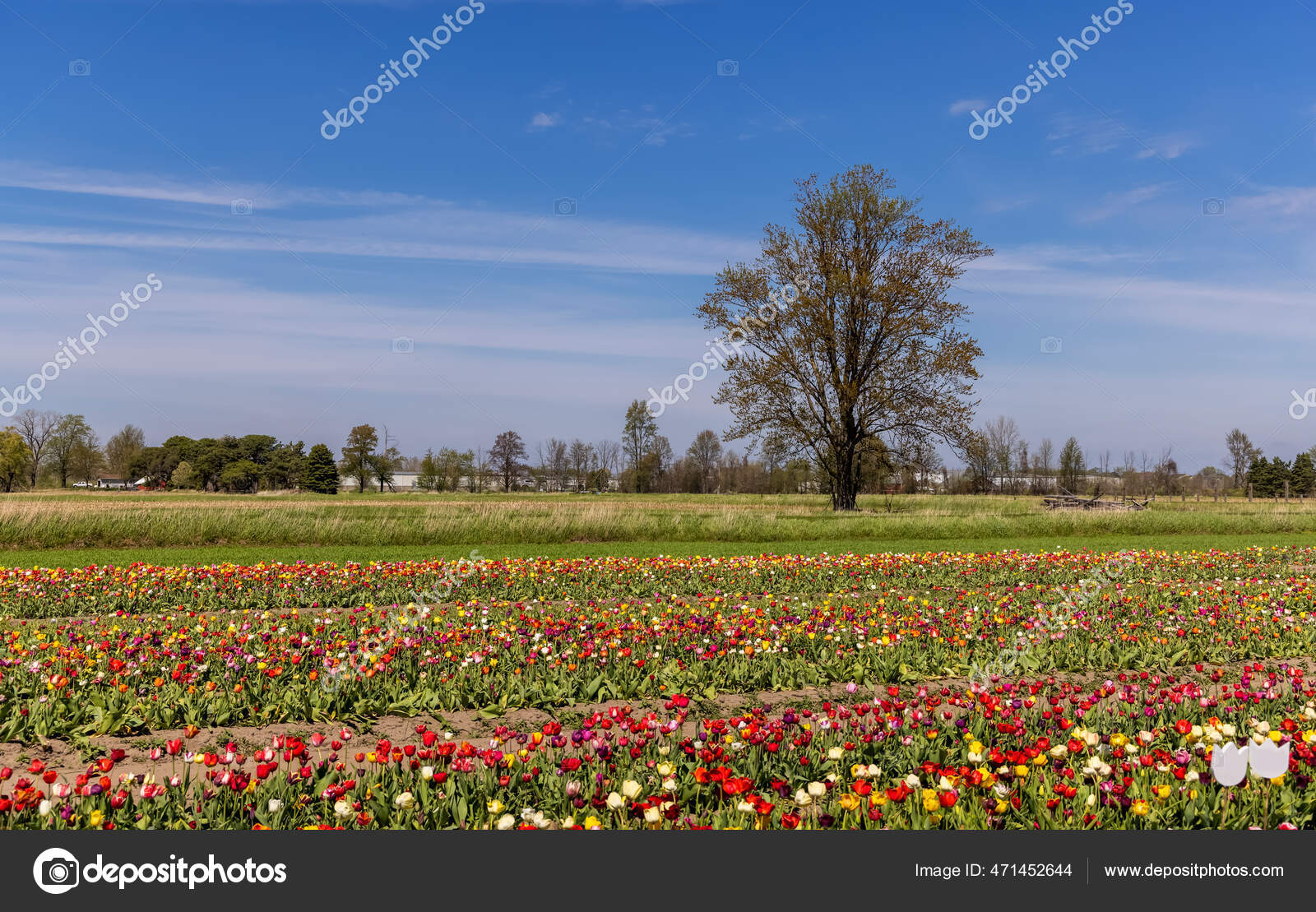 Tall Tree Scenic Tulip Fields Holland Michigan — Stock Photo ...