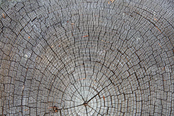 Tree section Images - Search Images on Everypixel