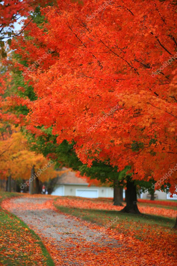 Bright red autumn trees Stock Photo by ©snehitdesign 53519839