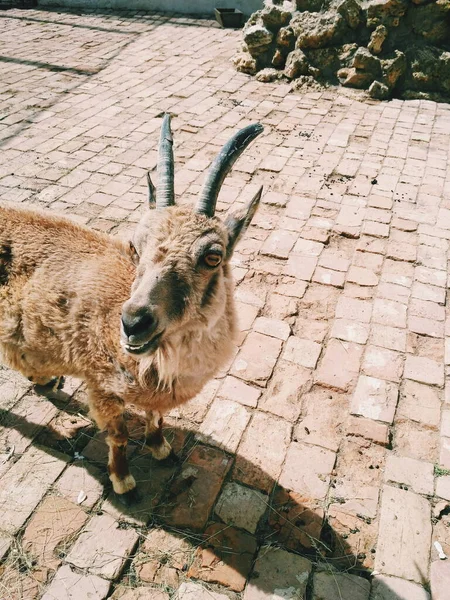 Cabra sabática Stock Photos, Royalty Free Cabra sabática Images ...