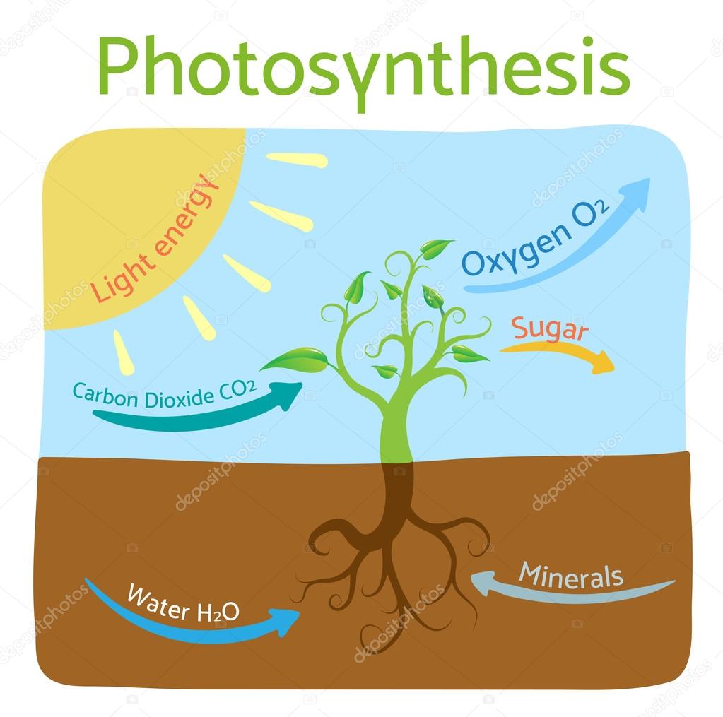 Photosynthesis Diagram