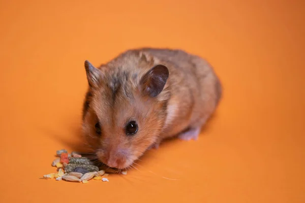 Mouse food Stock Photos, Royalty Free Mouse food Images | Depositphotos