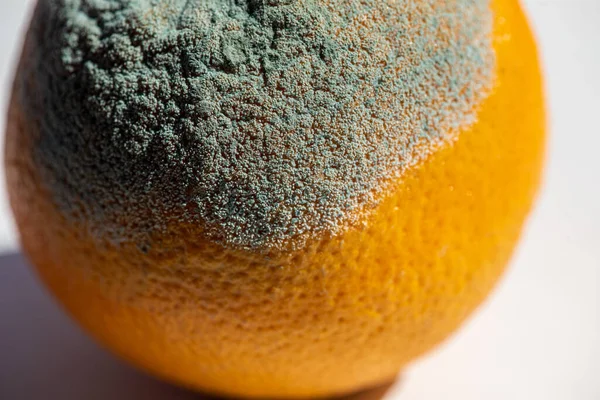 Bacteria on fruit Stock Photos, Royalty Free Bacteria on fruit Images ...