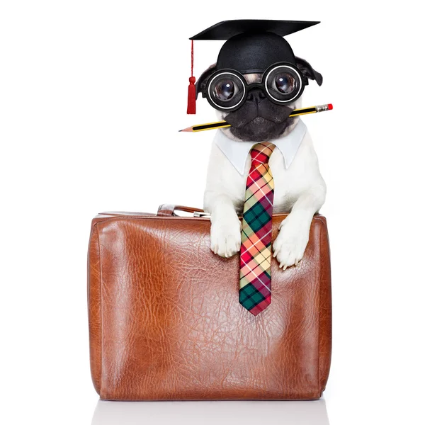 Diploma perro fotos de stock, imágenes de Diploma perro sin royalties ...