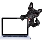 Dog with leather leash Stock Photo by ©damedeeso 64960415