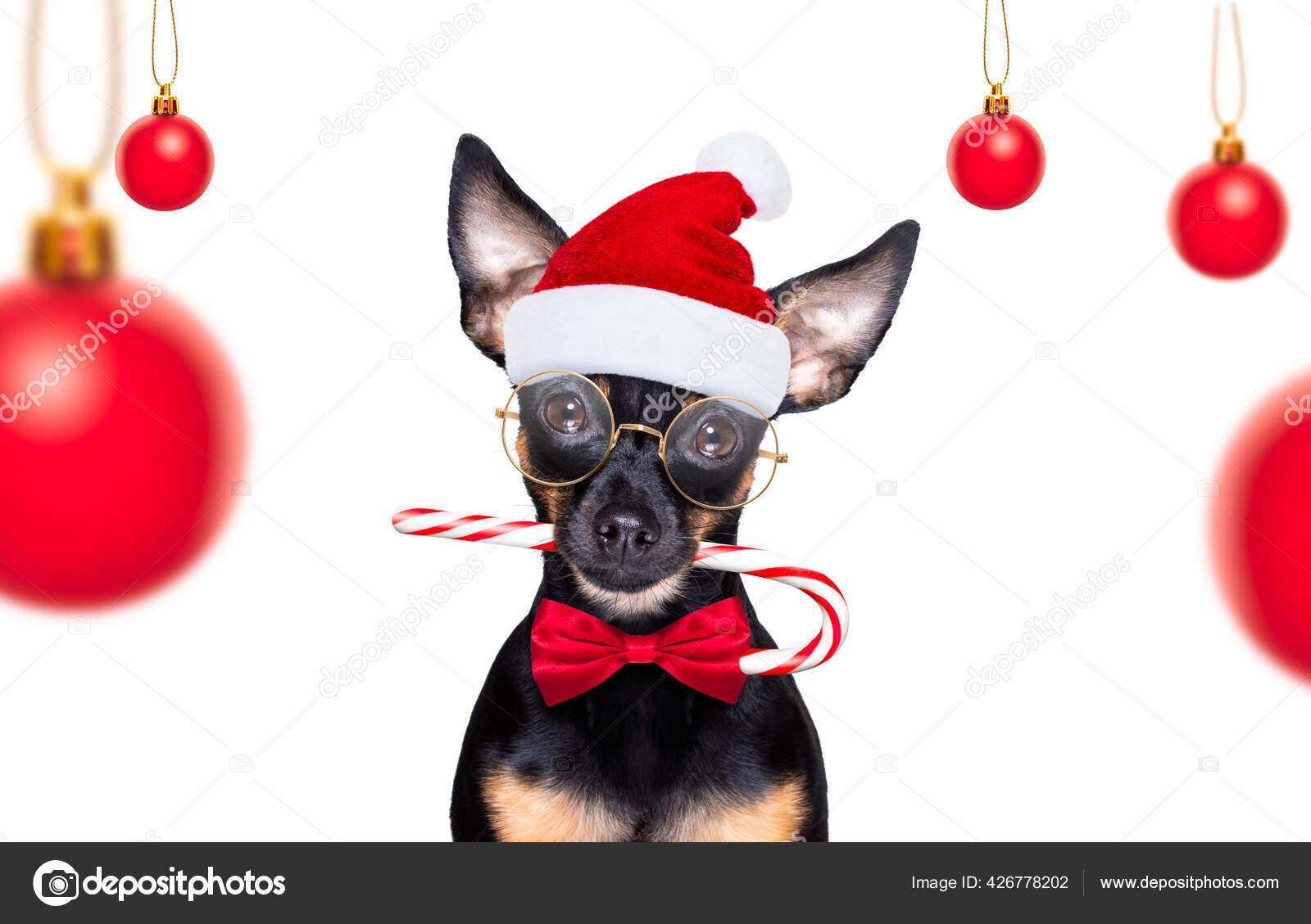 Christmas Prague Ratter Prager Rattler Santa Claus Dog Sugar Cane Stock ...