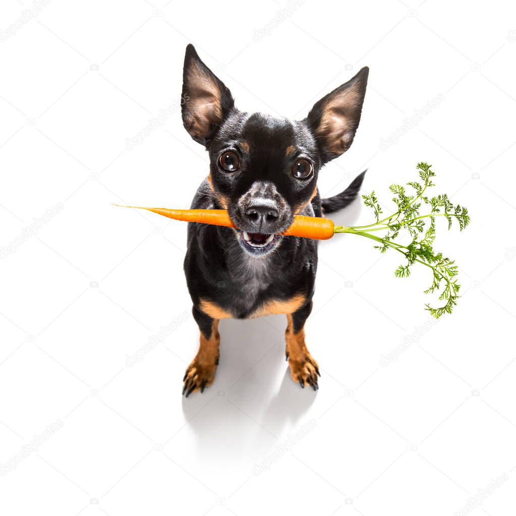 perro caniche rata praga con zanahoria vegana saludable en la boca ...