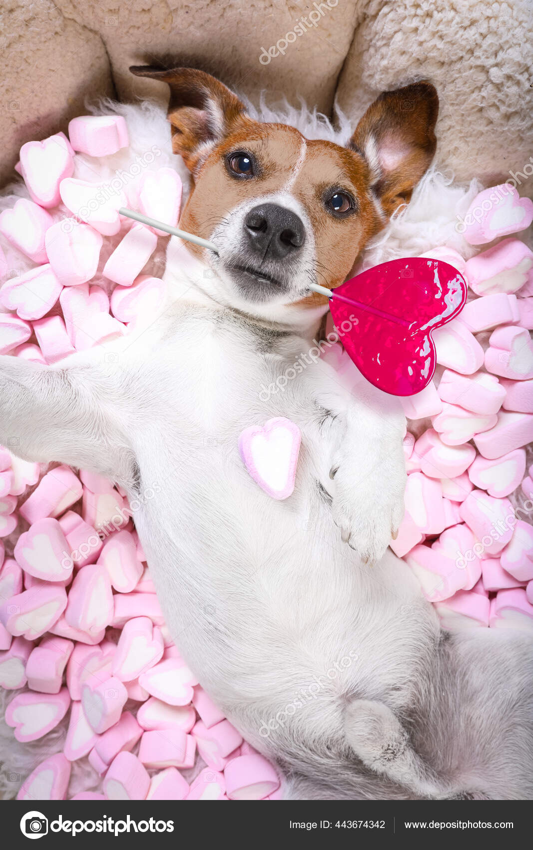 Jack Russell Dog Looking Staring You While Lying Bed Full — Stock Photo ...