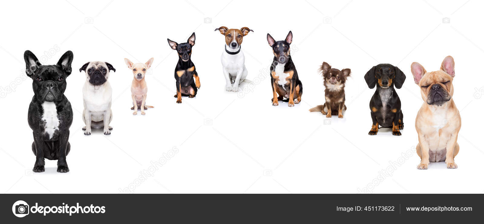 Team Group Row Dogs Taking Selfie Isolated White Background Smile ...