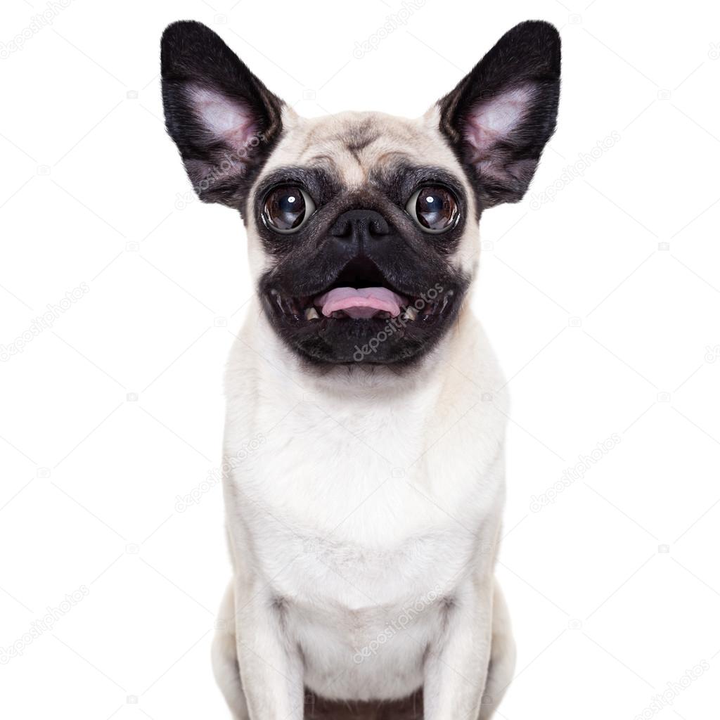 Surprised crazy dog — Stock Photo © damedeeso #51913339