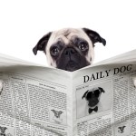 Dog reading newspaper Stock Photo by ©damedeeso 8634620