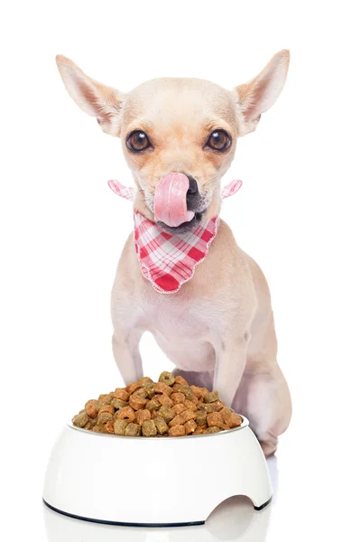 Hungry dog Stock Photo by ©damedeeso 54732537