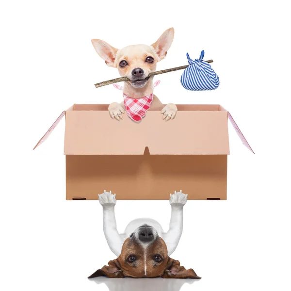 Moving box dog Stock Photo by ©damedeeso 105670080