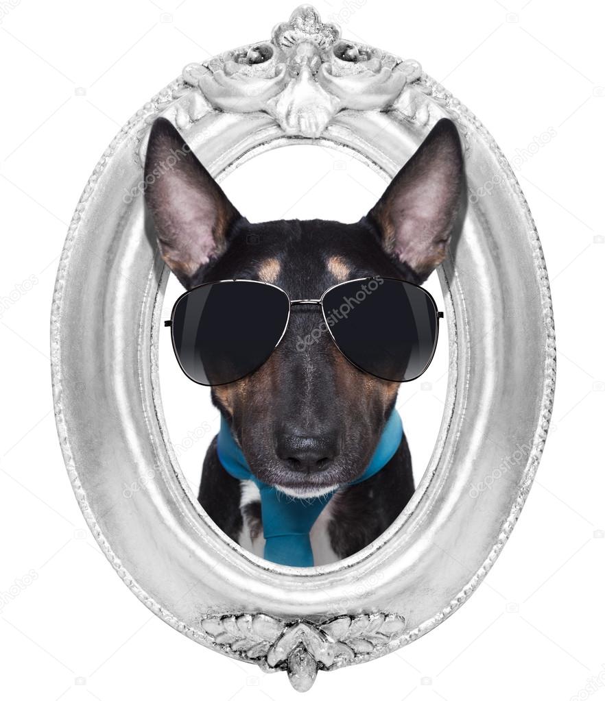 Dog in a frame — Stock Photo © damedeeso #58182075