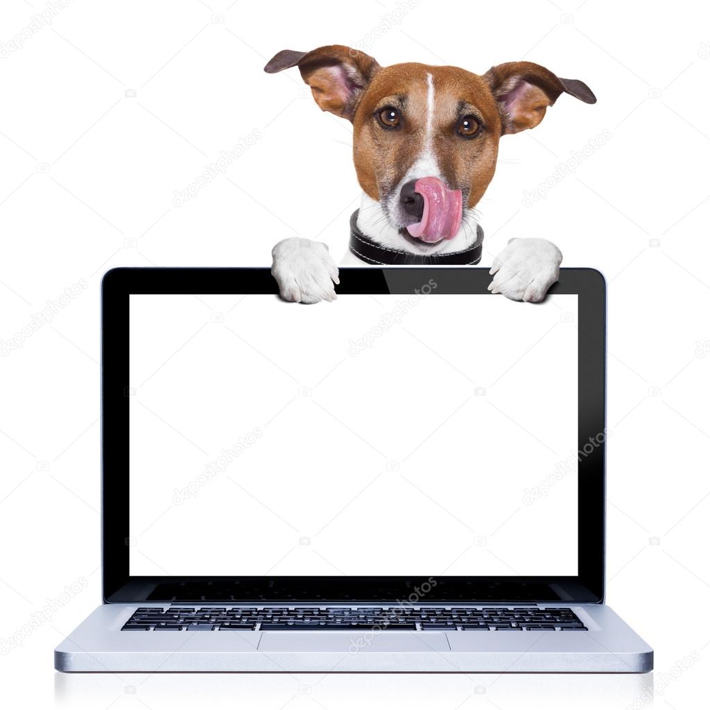 Computer dog Stock Photo by ©damedeeso 60038505