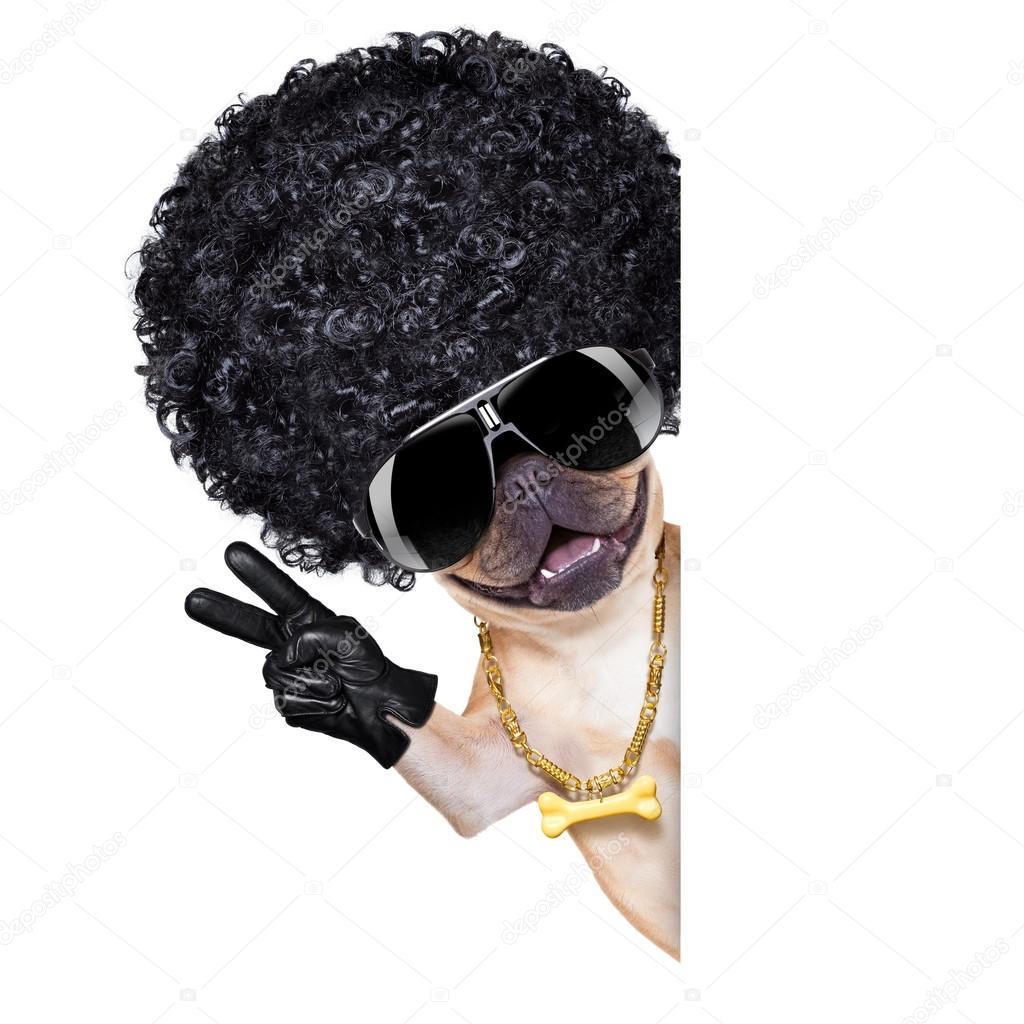 Gangster dog — Stock Photo © damedeeso #61445917