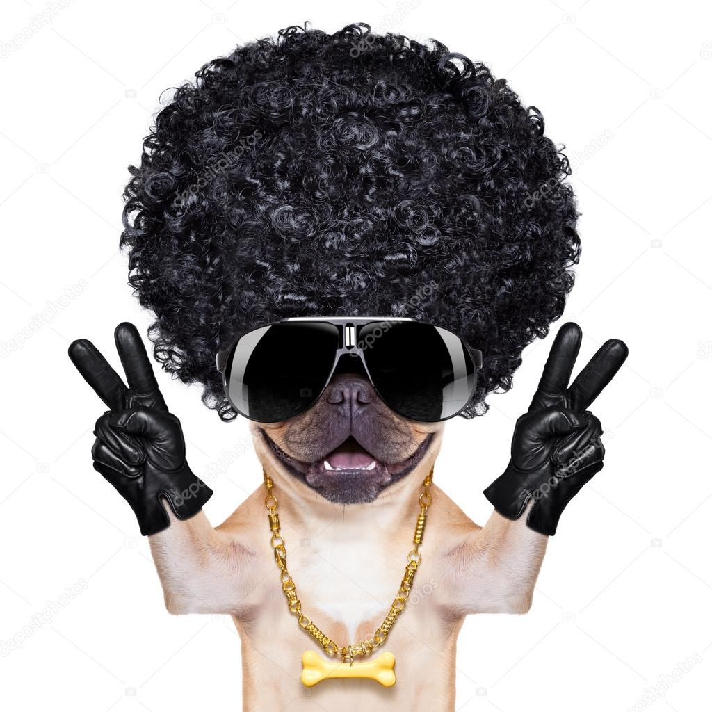 Gangster dog — Stock Photo © damedeeso #61445951